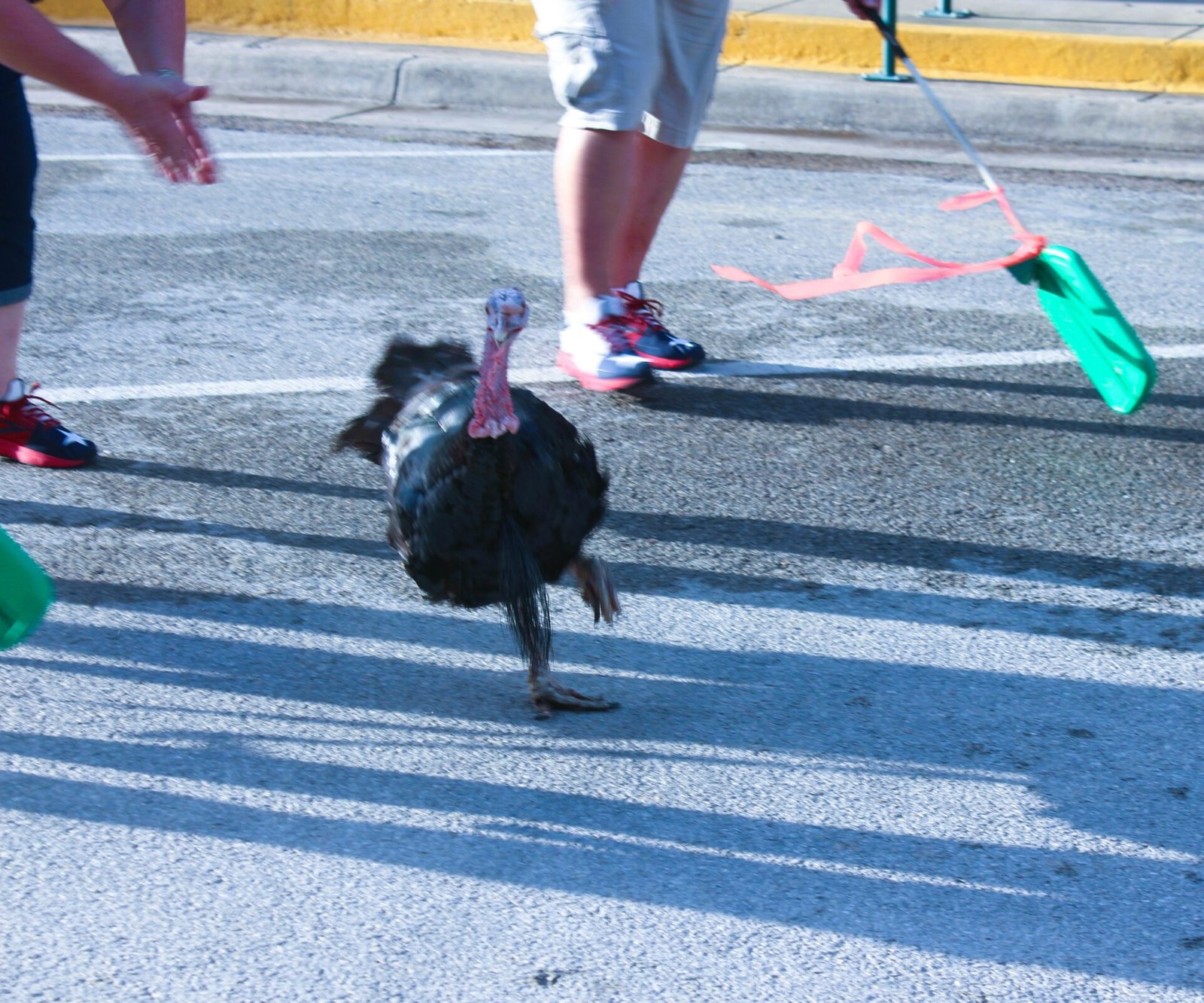 The Great Cuero Turkey Race: A Quirky Quest for the Next Ruby Begonia ...